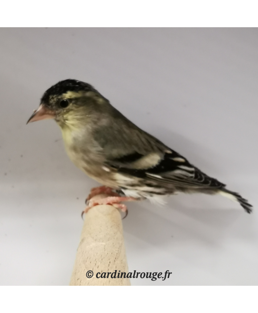 Acheter oiseaux indigènes mutations en ligne | Oisellerie Cardinal Rouge