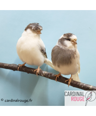 Canaris de posture