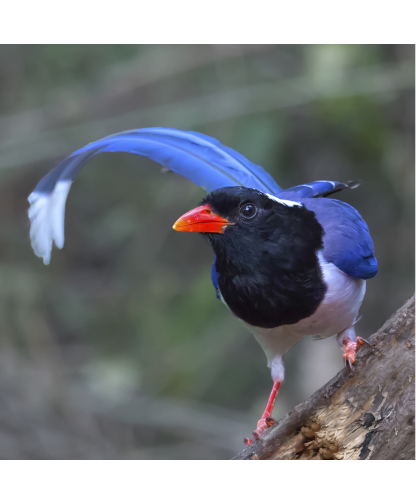 Acheter oiseaux en ligne | Oisellerie Cardinal Rouge (6)