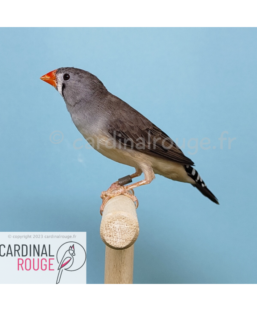 Diamants australiens | Boutique oiseaux en ligne | Cardinalrouge.fr