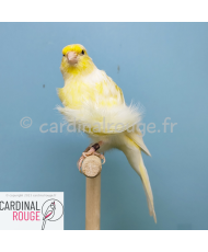 Canaris de posture