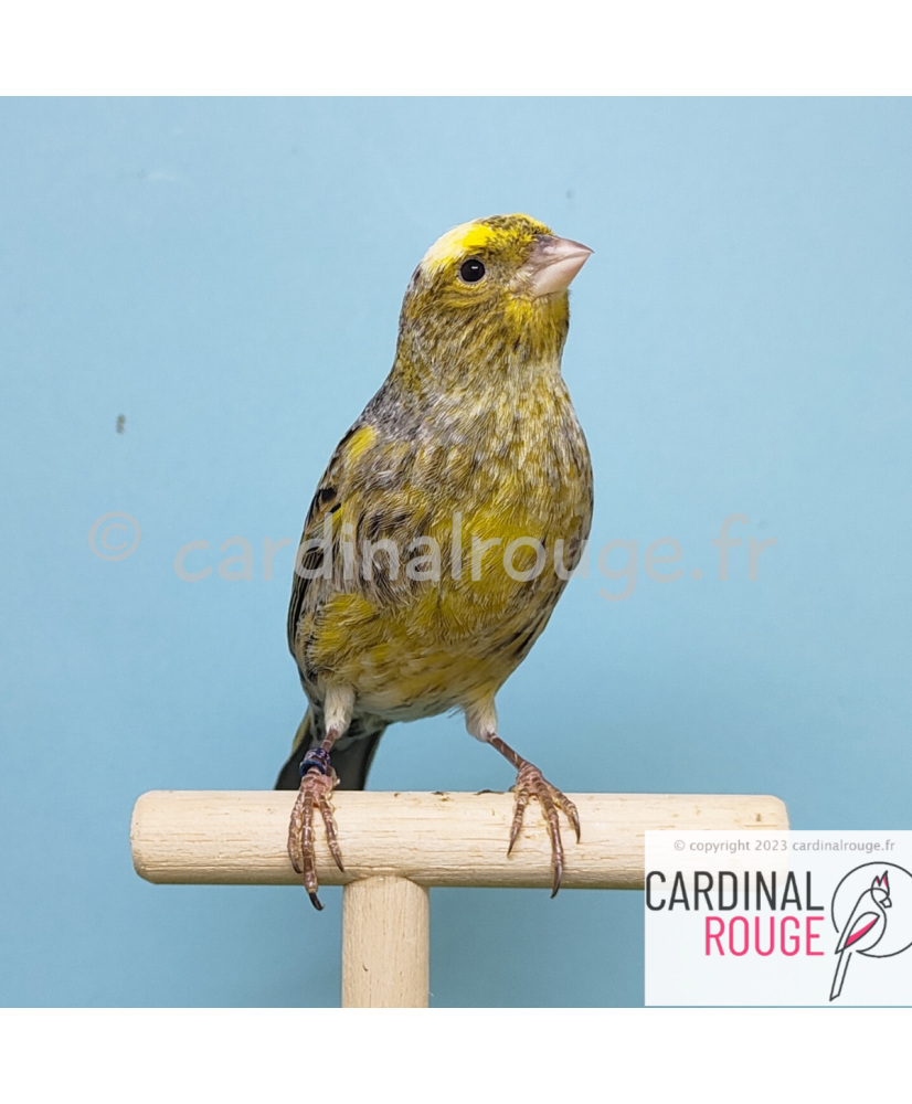 Acheter canaris de posture en ligne | Oisellerie Cardinal Rouge