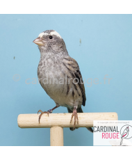 Canaris de posture