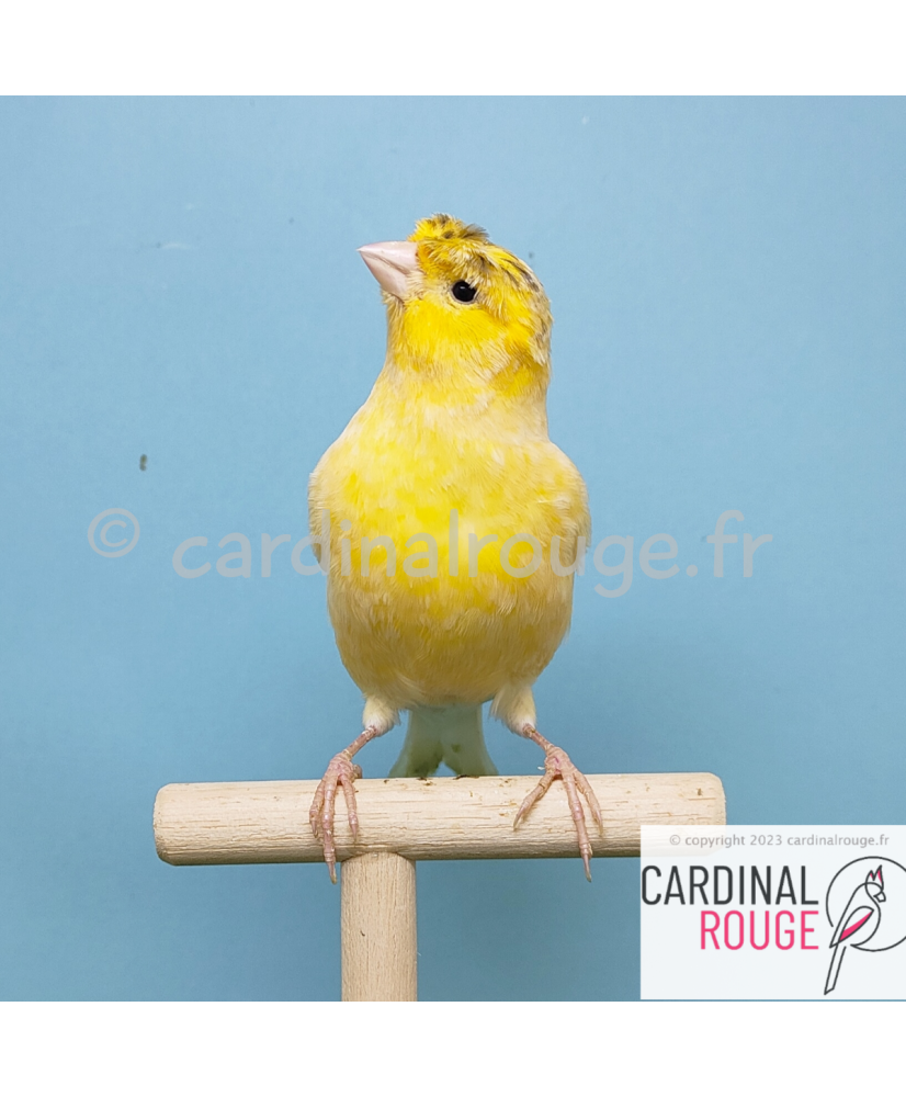 Acheter canaris de posture en ligne | Oisellerie Cardinal Rouge