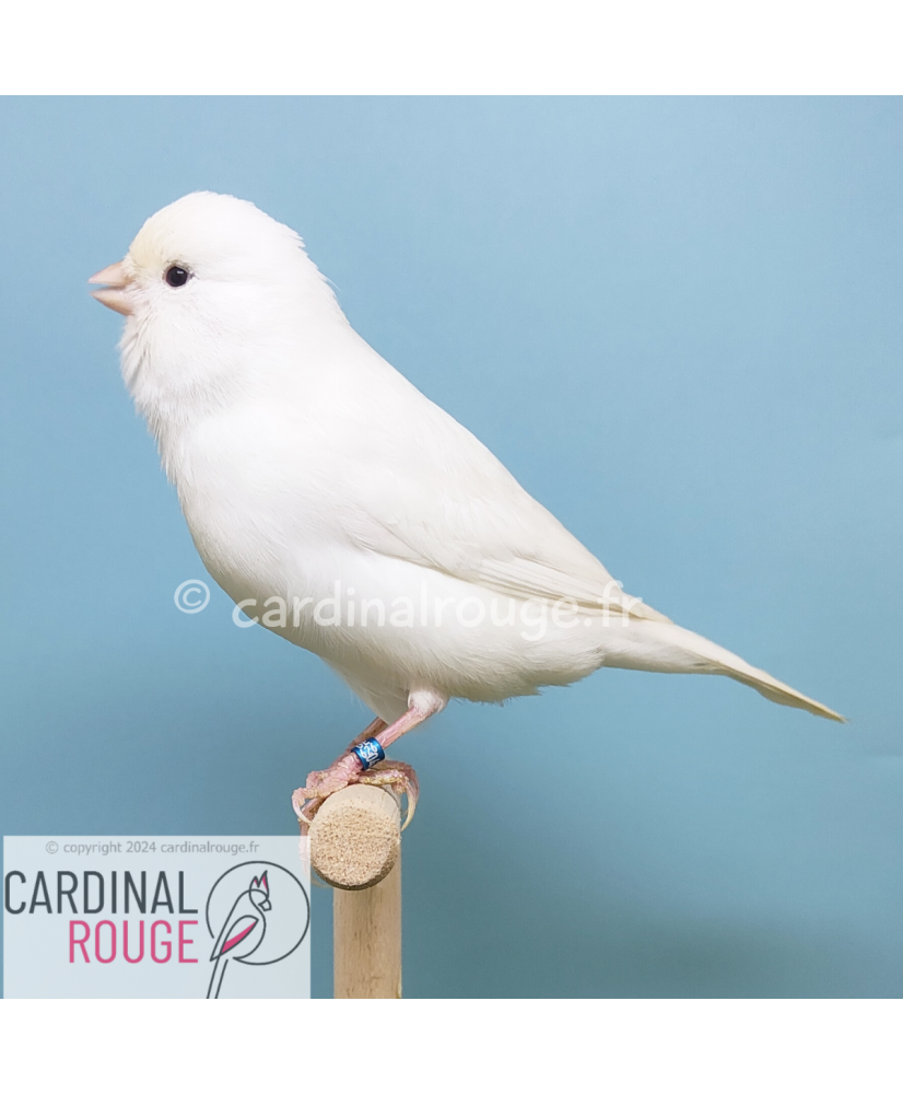 Les canaris | Boutique oiseaux en ligne | Cardinalrouge.fr