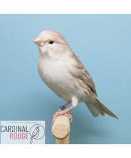 Acheter canaris de couleur en ligne | Oisellerie Cardinal Rouge