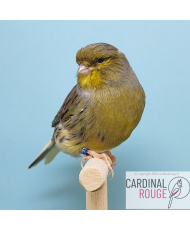 Canaris de posture