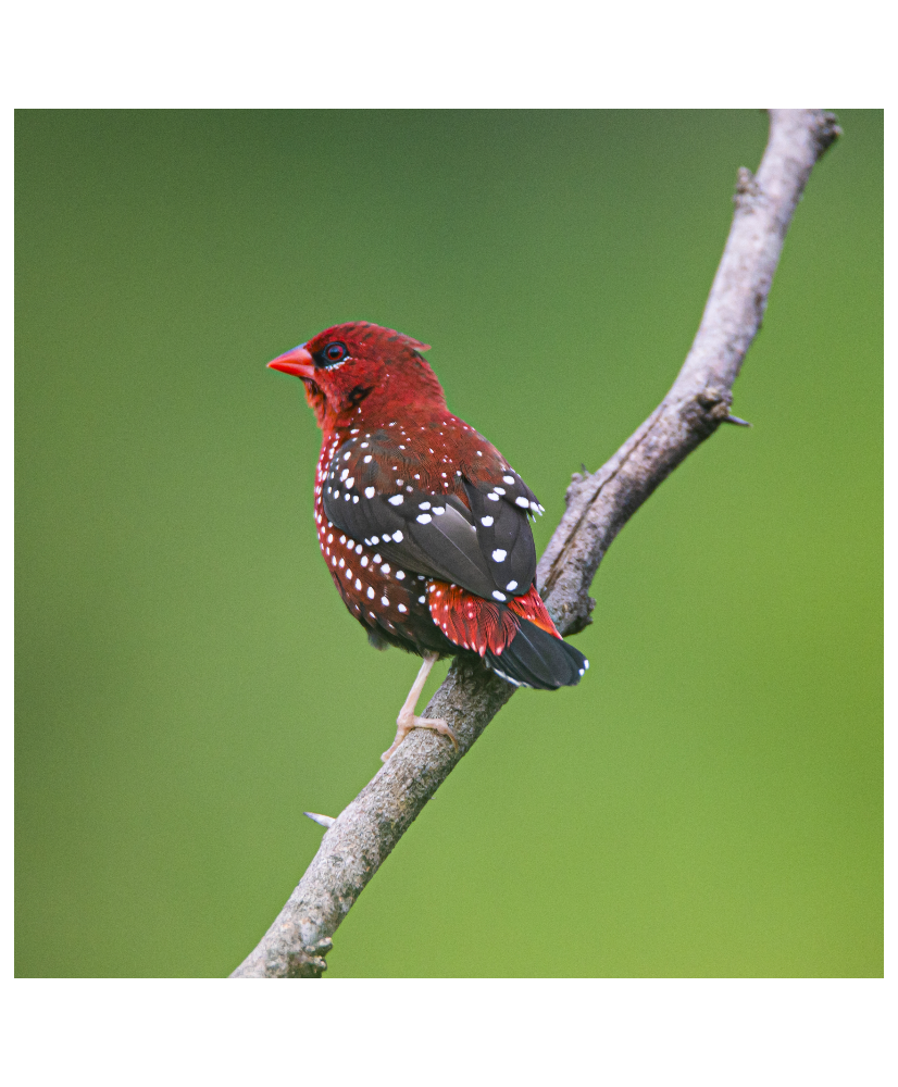 Acheter oiseaux en ligne | Oisellerie Cardinal Rouge (2)