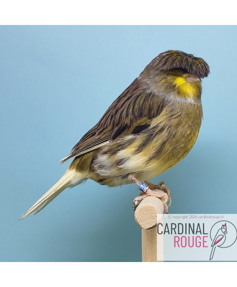 Les canaris | Boutique oiseaux en ligne | Cardinalrouge.fr