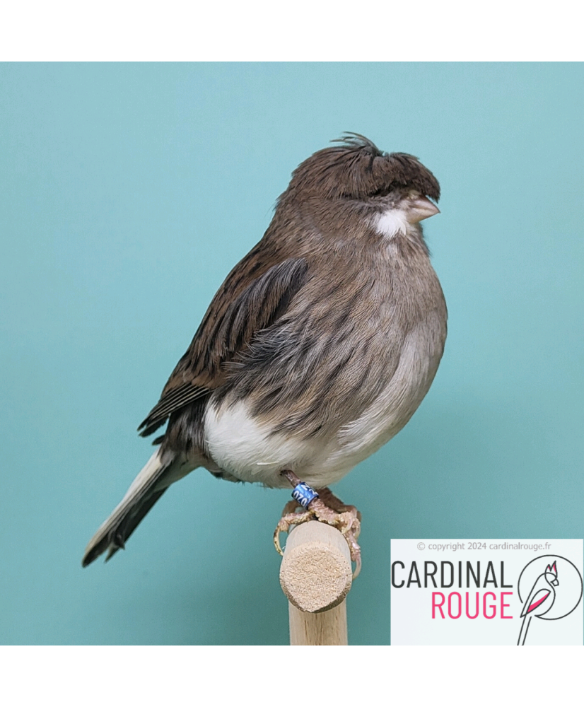Les canaris | Boutique oiseaux en ligne | Cardinalrouge.fr