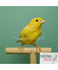 Les canaris | Boutique oiseaux en ligne | Cardinalrouge.fr