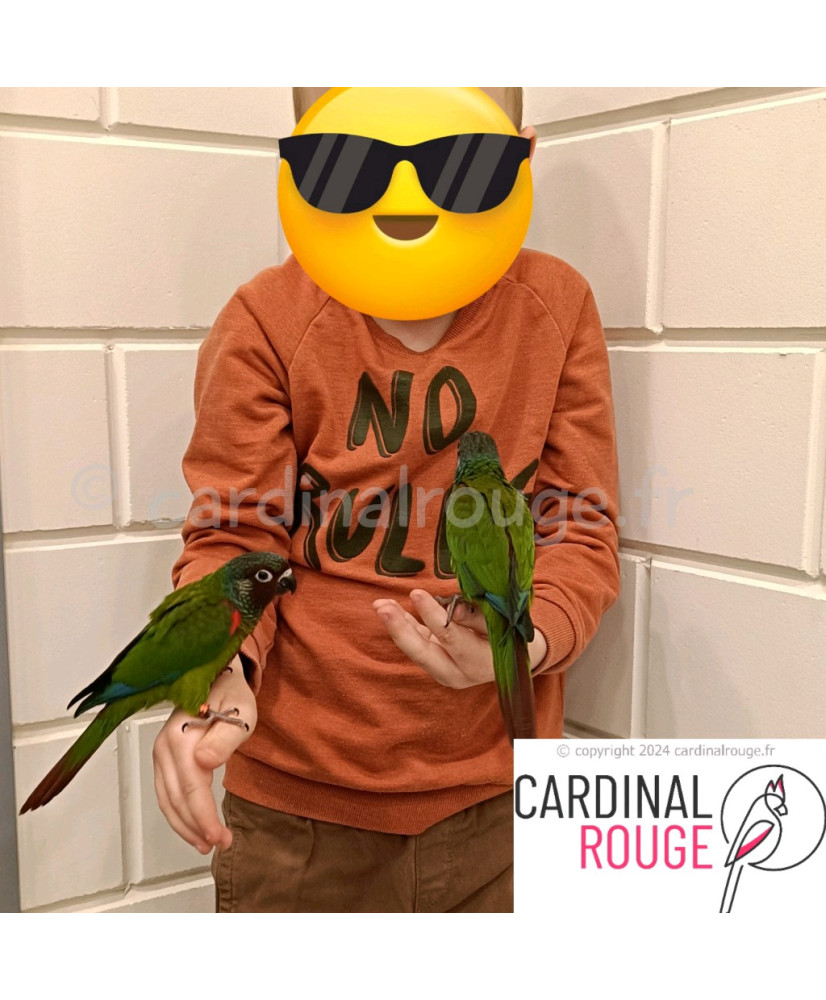 Découvrez nos oiseaux élevés à la main (EAM)