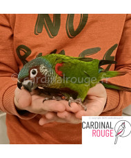 Découvrez nos oiseaux élevés à la main (EAM)