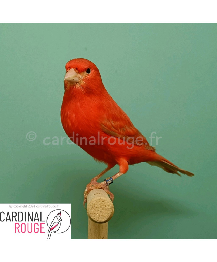 Les canaris | Boutique oiseaux en ligne | Cardinalrouge.fr