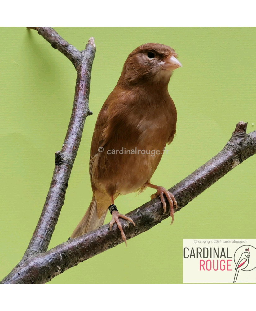 Acheter canaris de couleur en ligne | Oisellerie Cardinal Rouge
