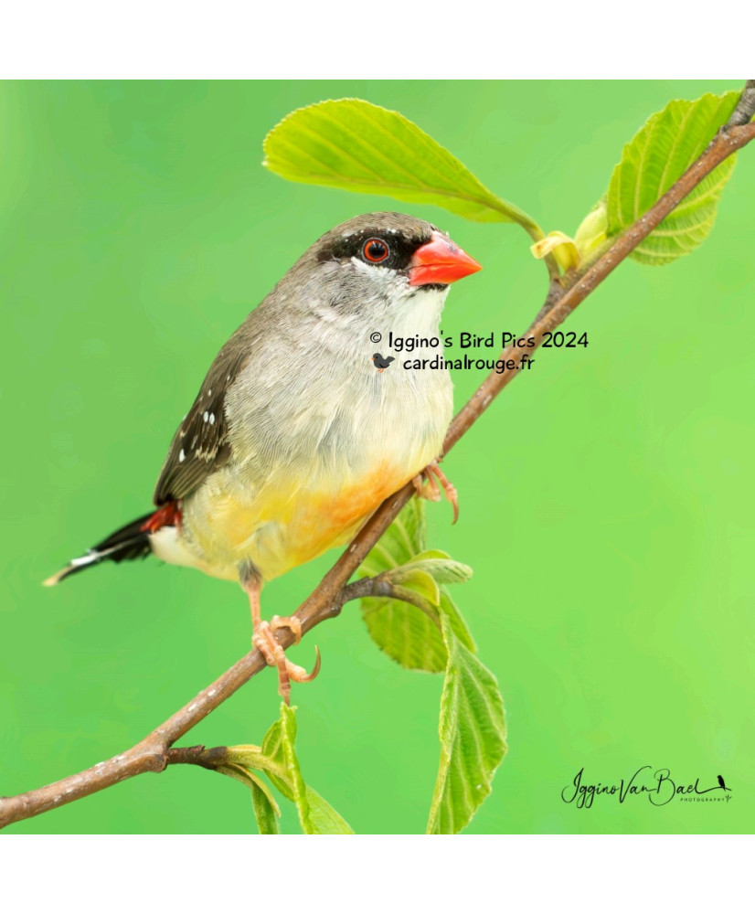 Acheter oiseaux en ligne | Oisellerie Cardinal Rouge (2)