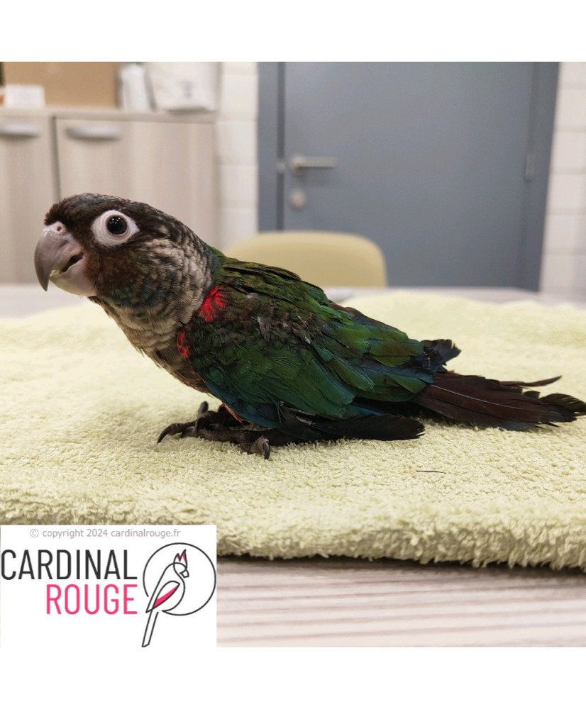 œufs De Conure à Ventre Cramoisi