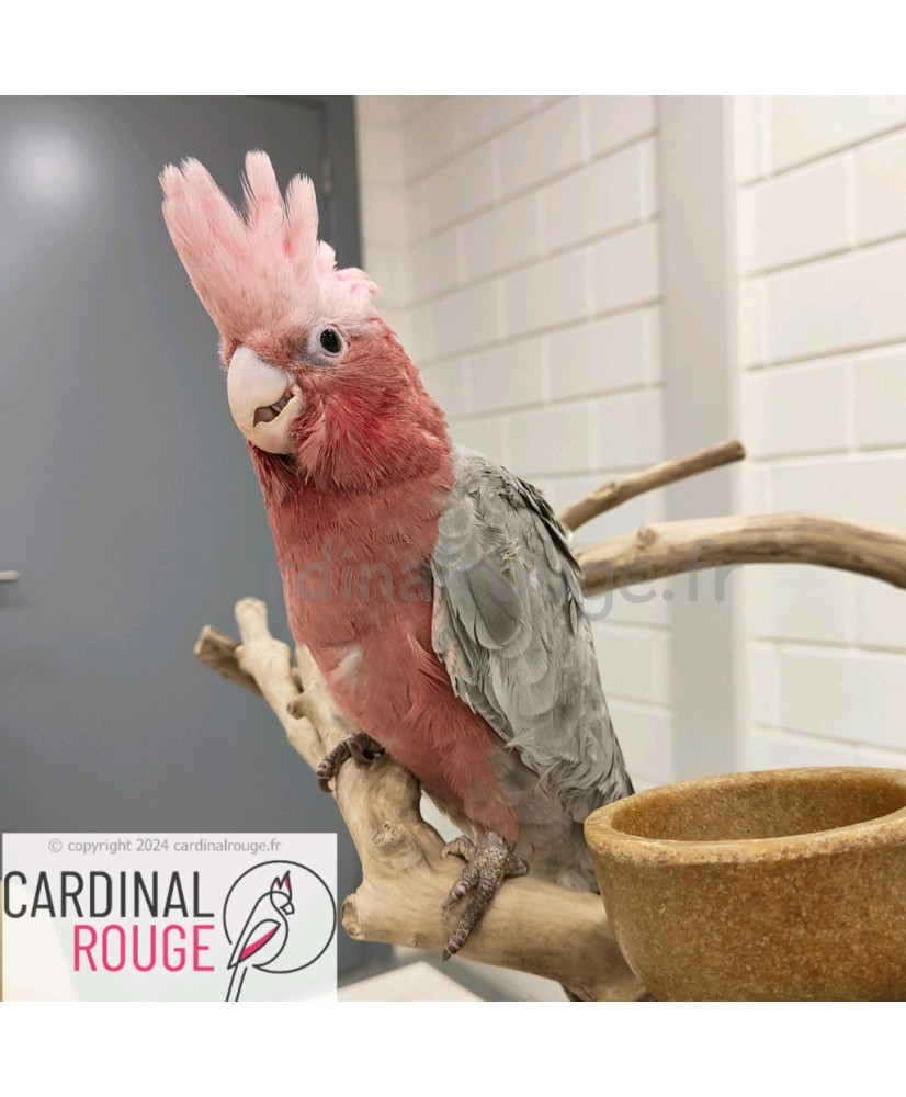 Découvrez nos oiseaux élevés à la main (EAM)