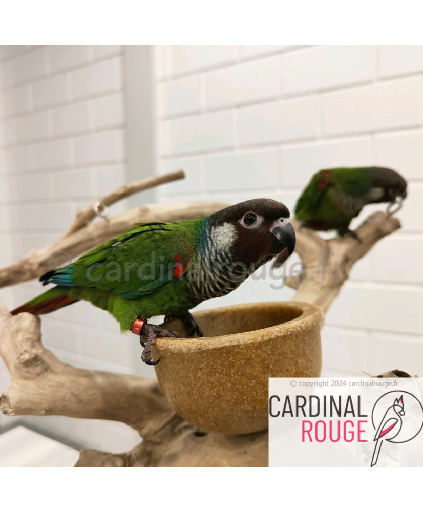 Découvrez nos oiseaux élevés à la main (EAM)