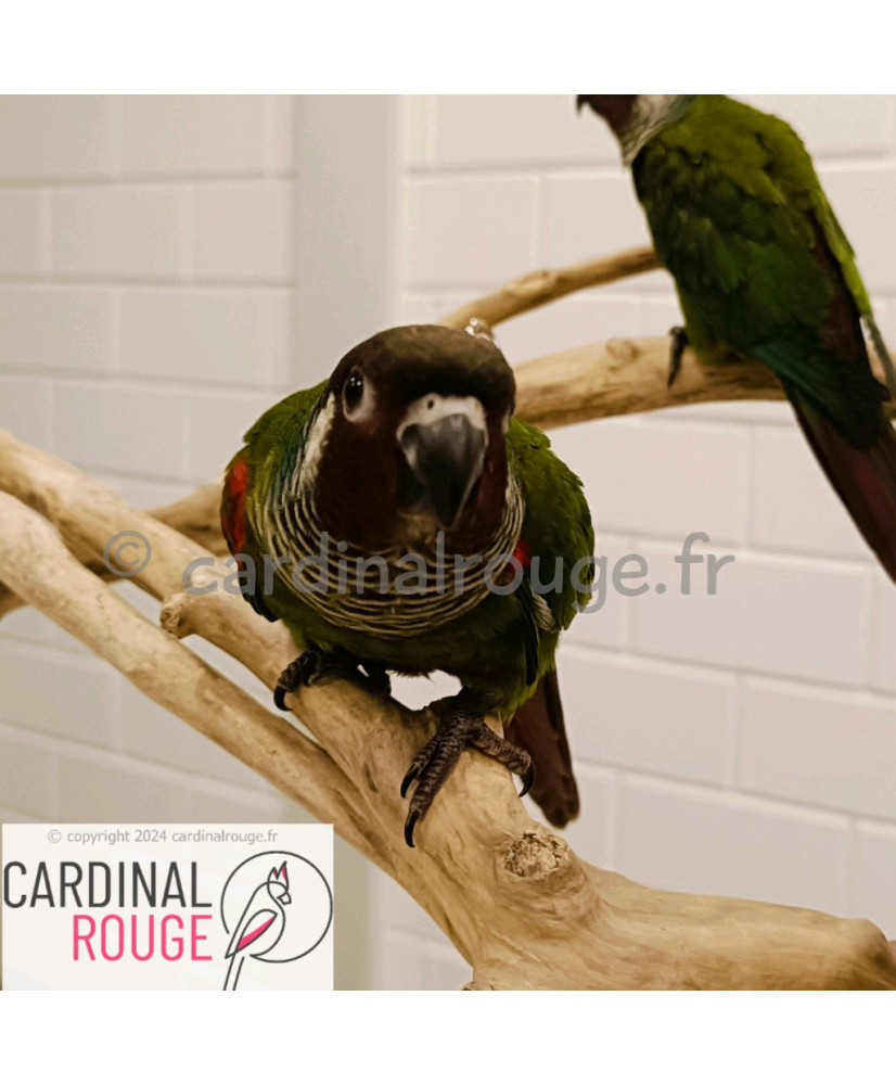 Découvrez nos oiseaux élevés à la main (EAM)