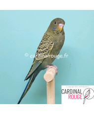 Adopte perruche ou perroquet | Boutique oiseaux |Cardinal rouge.fr