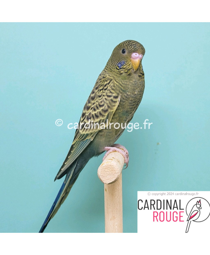 Adopte perruche ou perroquet | Boutique oiseaux |Cardinal rouge.fr