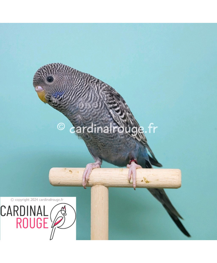 Perruche ondulée blackface - Achetez des oiseaux en ligne