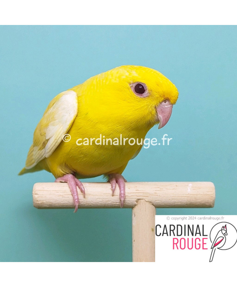 Adopte perruche ou perroquet | Boutique oiseaux |Cardinal rouge.fr