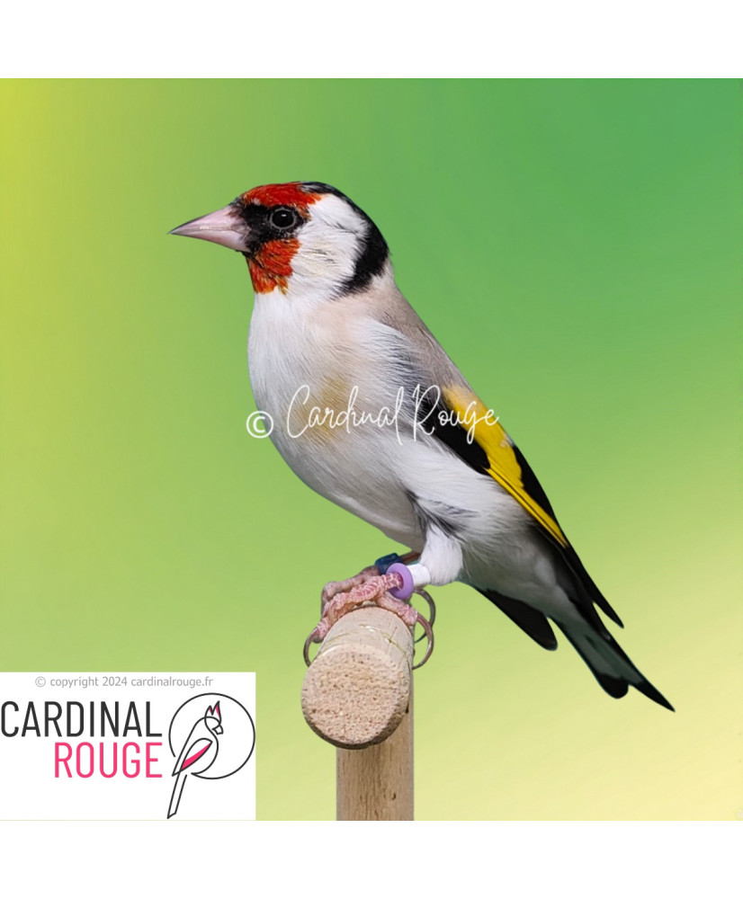 Acheter chardonneret mutation en ligne | Oisellerie Cardinal Rouge