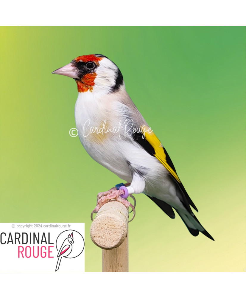 Acheter chardonneret mutation en ligne | Oisellerie Cardinal Rouge