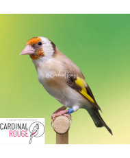 Acheter chardonneret mutation en ligne | Oisellerie Cardinal Rouge