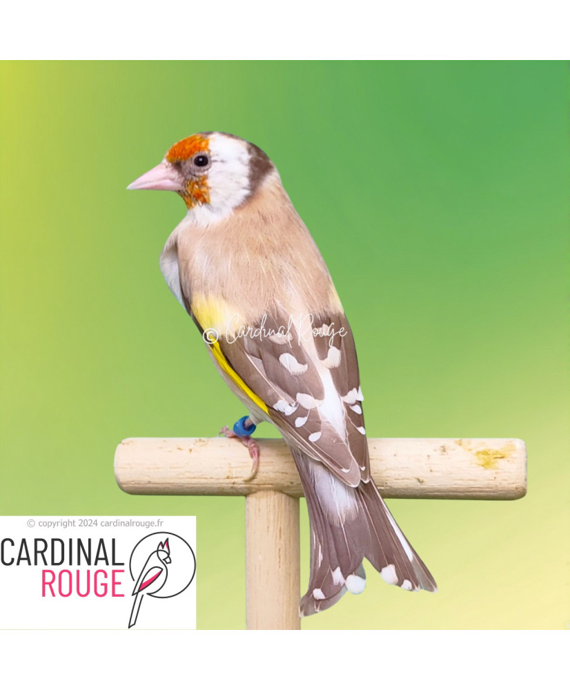 Acheter chardonneret mutation en ligne | Oisellerie Cardinal Rouge