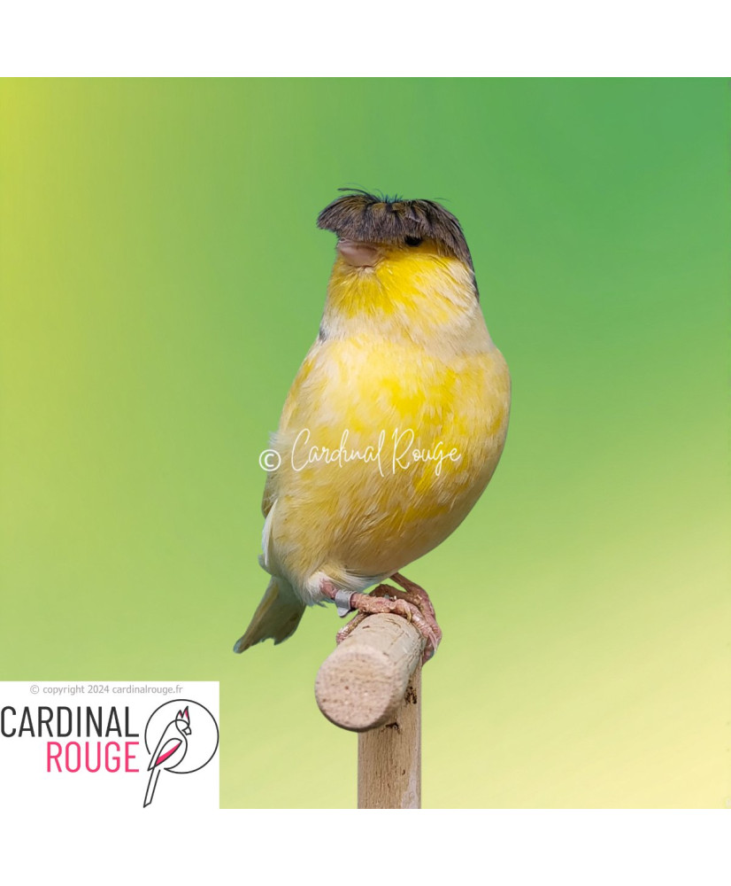 Les canaris | Boutique oiseaux en ligne | Cardinalrouge.fr