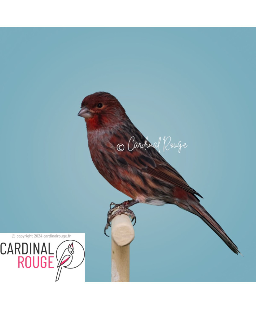 Les canaris | Boutique oiseaux en ligne | Cardinalrouge.fr