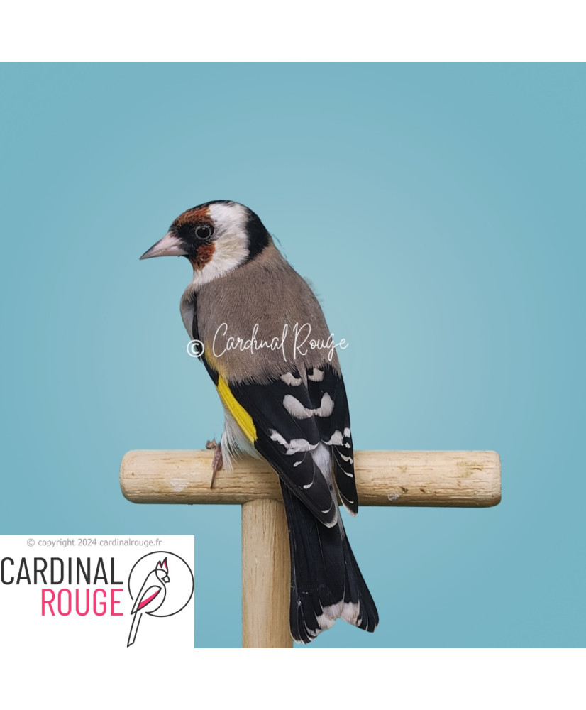 Acheter chardonneret mutation en ligne | Oisellerie Cardinal Rouge