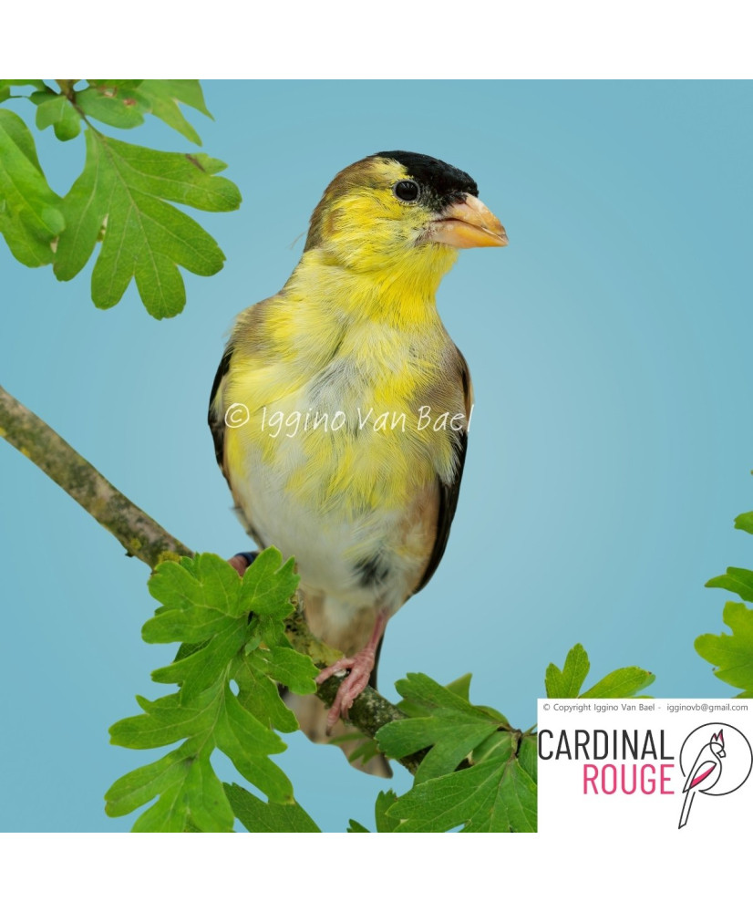 Tarins de l'Amérique | Boutique oiseaux en ligne | Cardinalrouge.fr