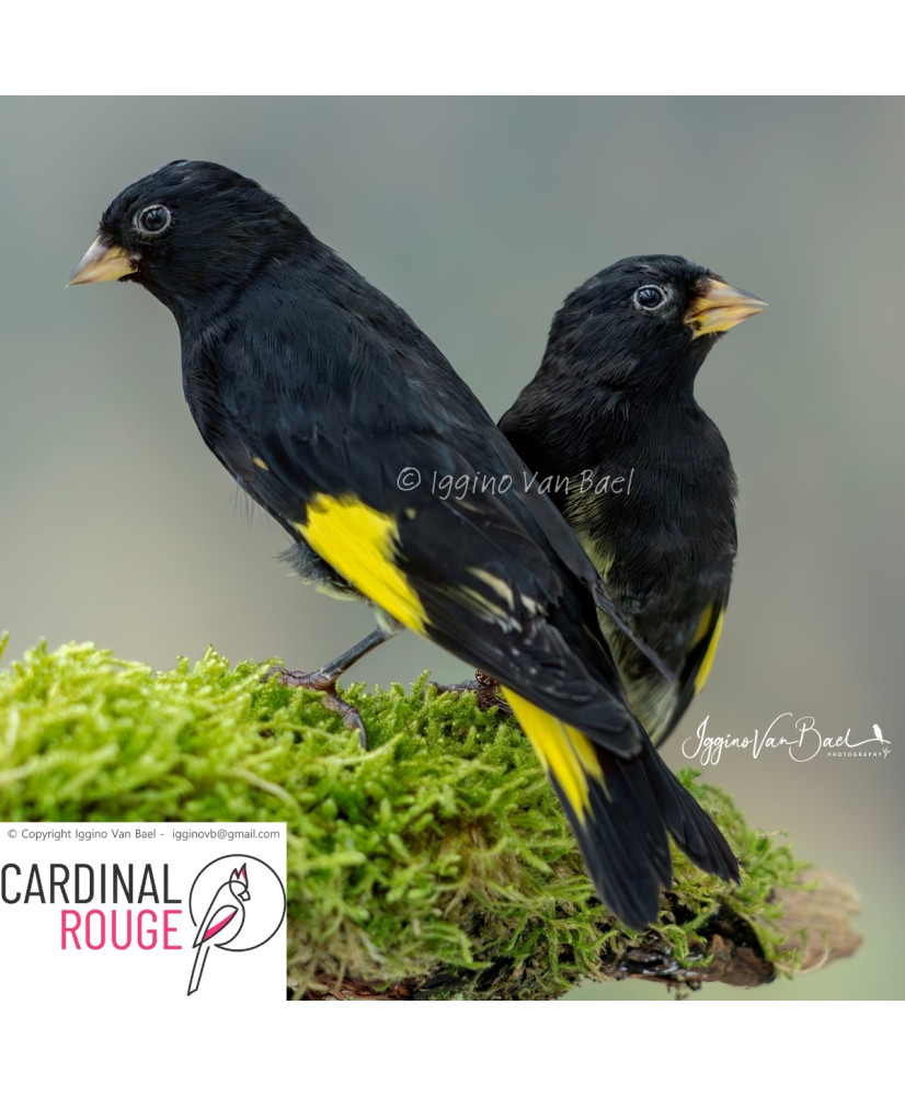 Tarin de Bolivie | Acheter oiseaux d'élevage en ligne