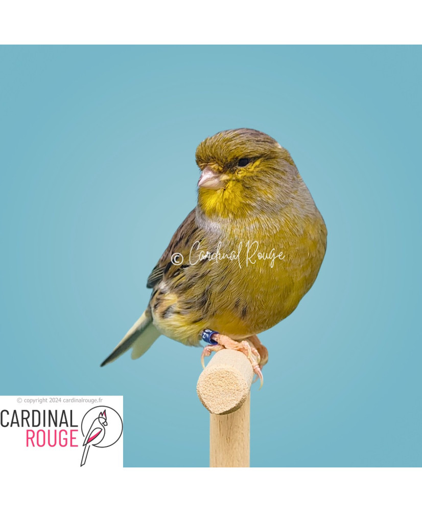 Achetez des oiseaux exotiques en ligne : Canaris, perruches et plus
