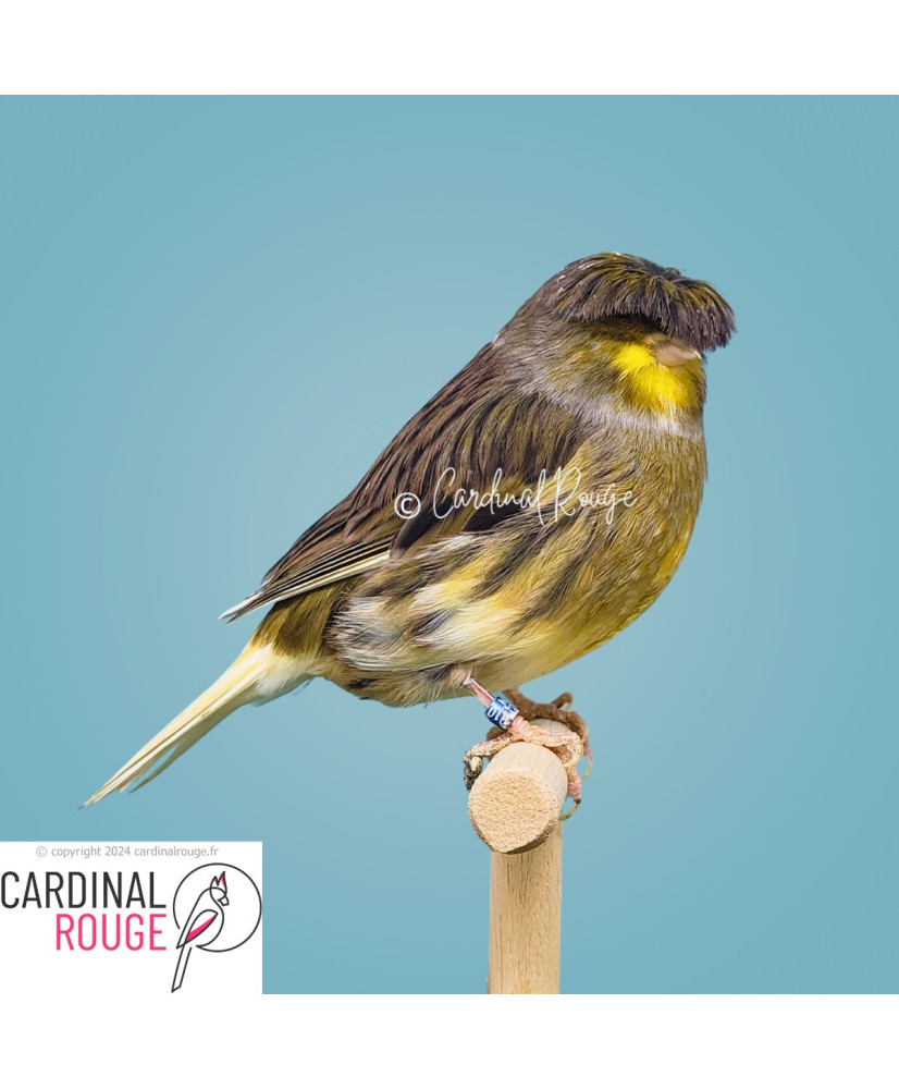 Les canaris | Boutique oiseaux en ligne | Cardinalrouge.fr