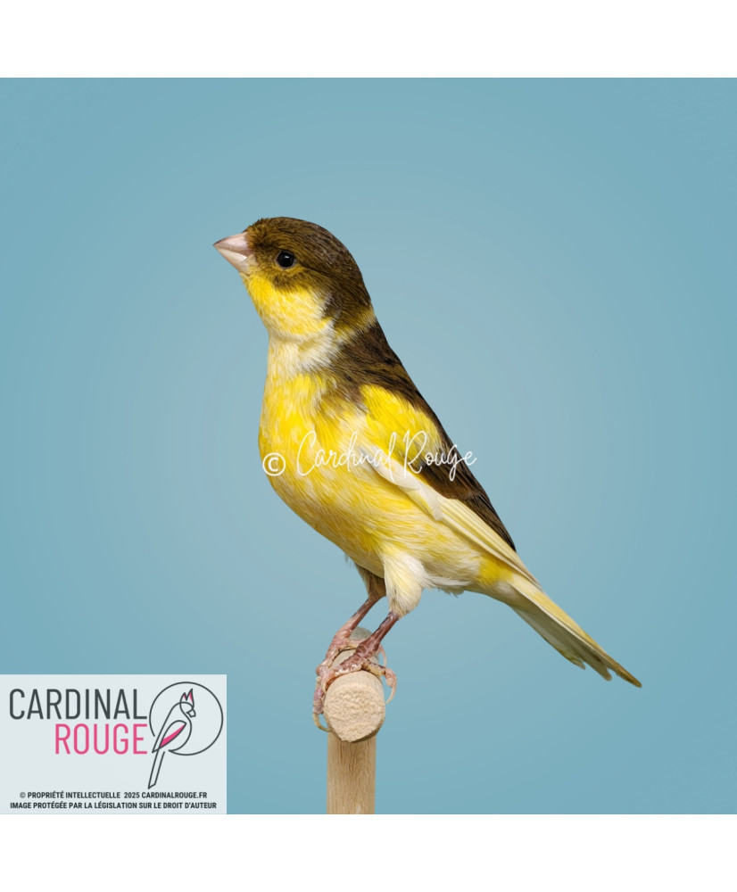 Les canaris | Boutique oiseaux en ligne | Cardinalrouge.fr