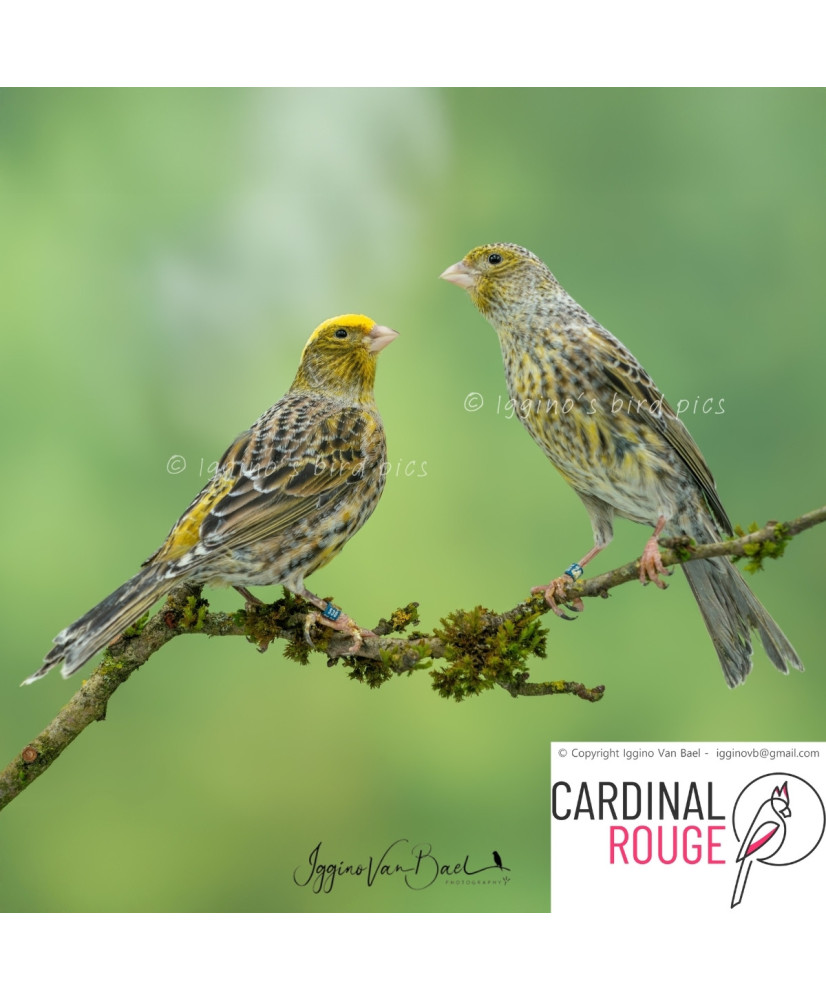 Shop Cardinal Rouge