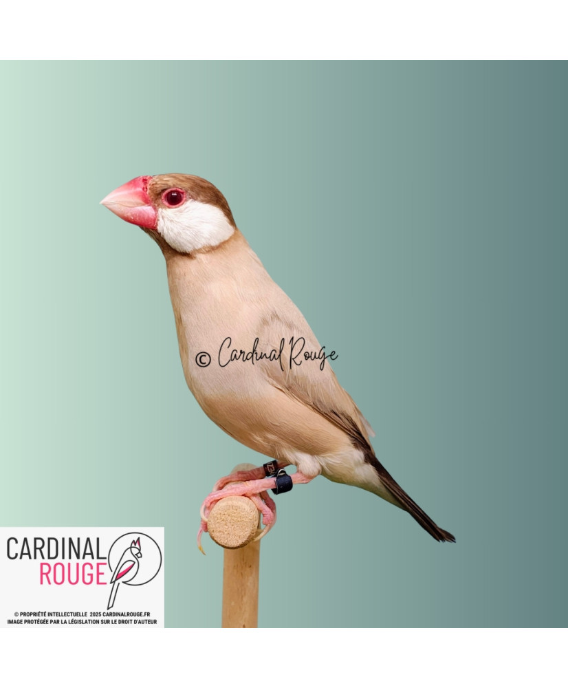 Padda mutation brun - Acheter des oiseaux exotiques en ligne