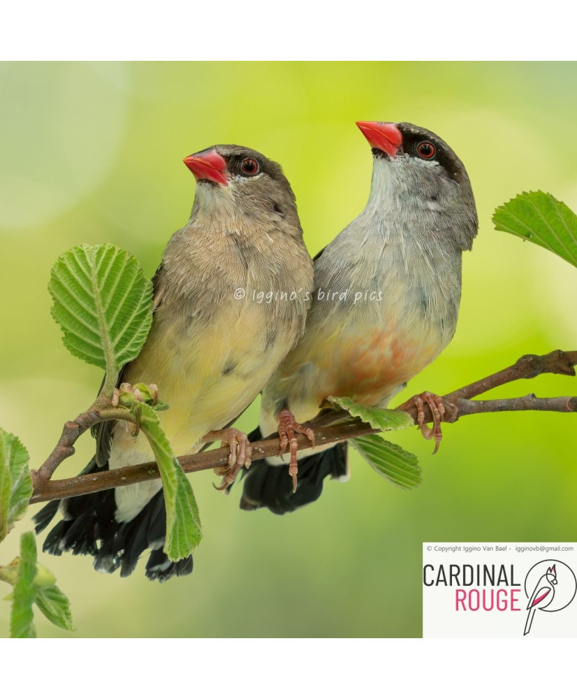 Acheter oiseaux exotiques | Cardinalrouge.fr