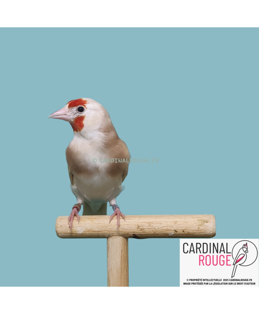 Acheter chardonneret mutation en ligne | Oisellerie Cardinal Rouge