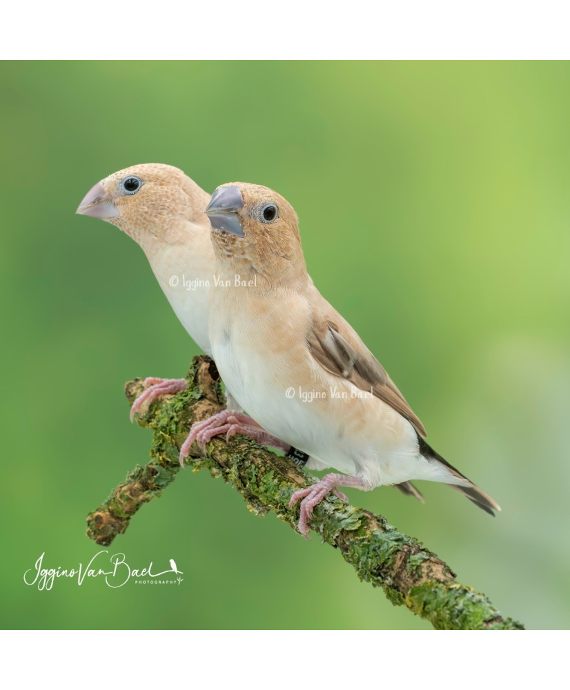 Capucin bec d'argent | oiseaux exotiques | Cardinalrouge