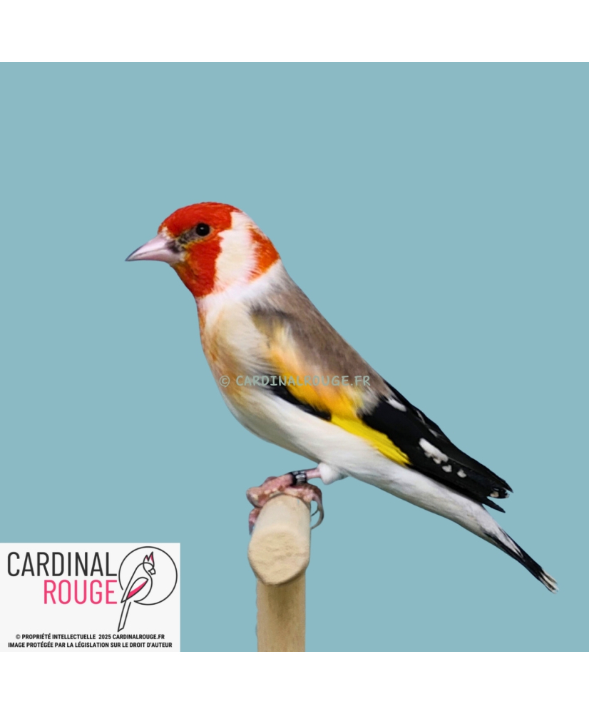 Acheter chardonneret mutation en ligne | Oisellerie Cardinal Rouge