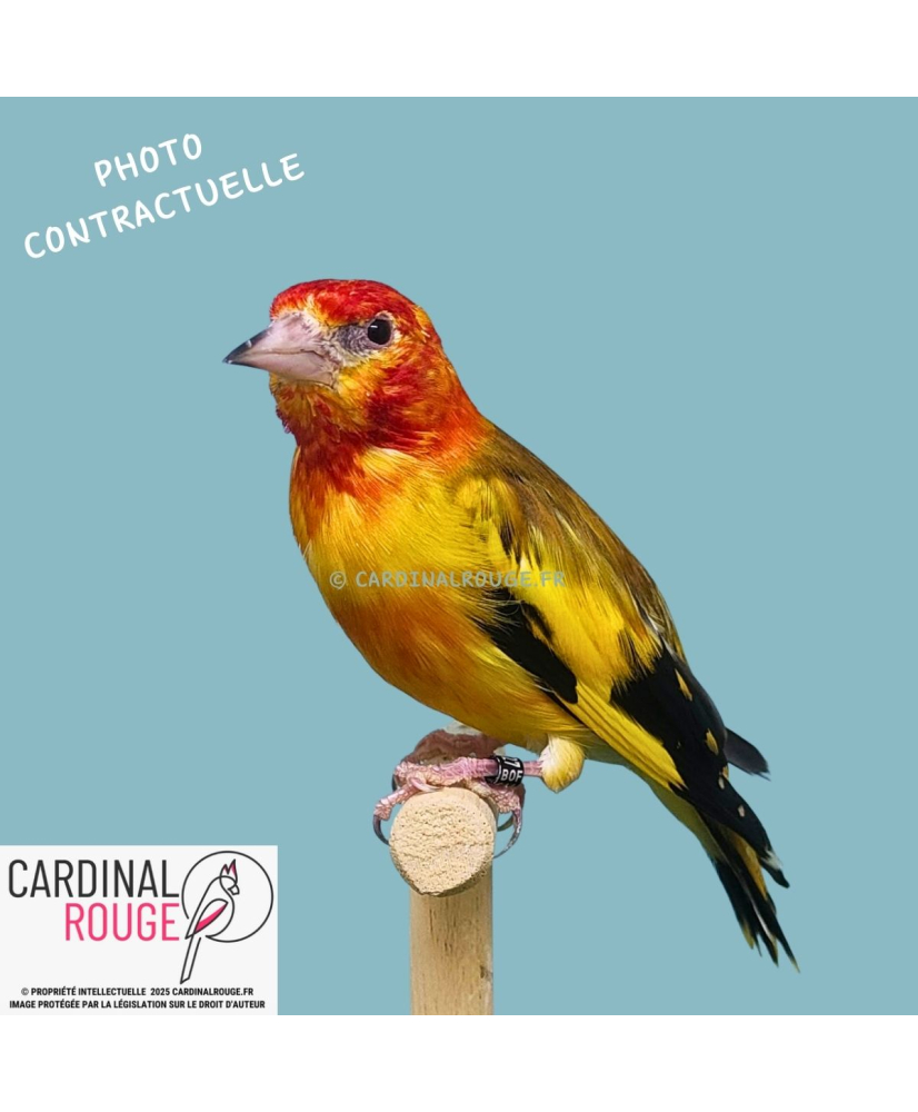 Acheter chardonneret mutation en ligne | Oisellerie Cardinal Rouge