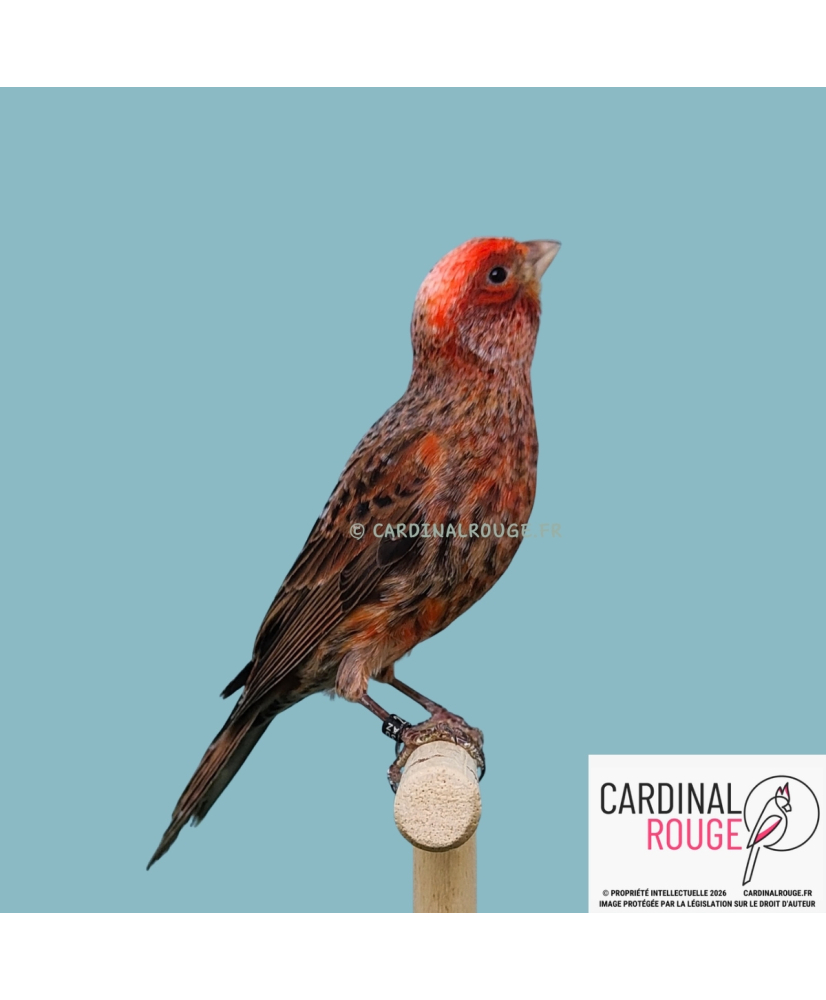 Les canaris | Boutique oiseaux en ligne | Cardinalrouge.fr