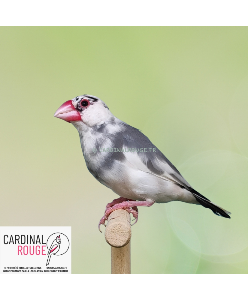 Padda mutation blanc - Acheter des oiseaux exotiques en ligne